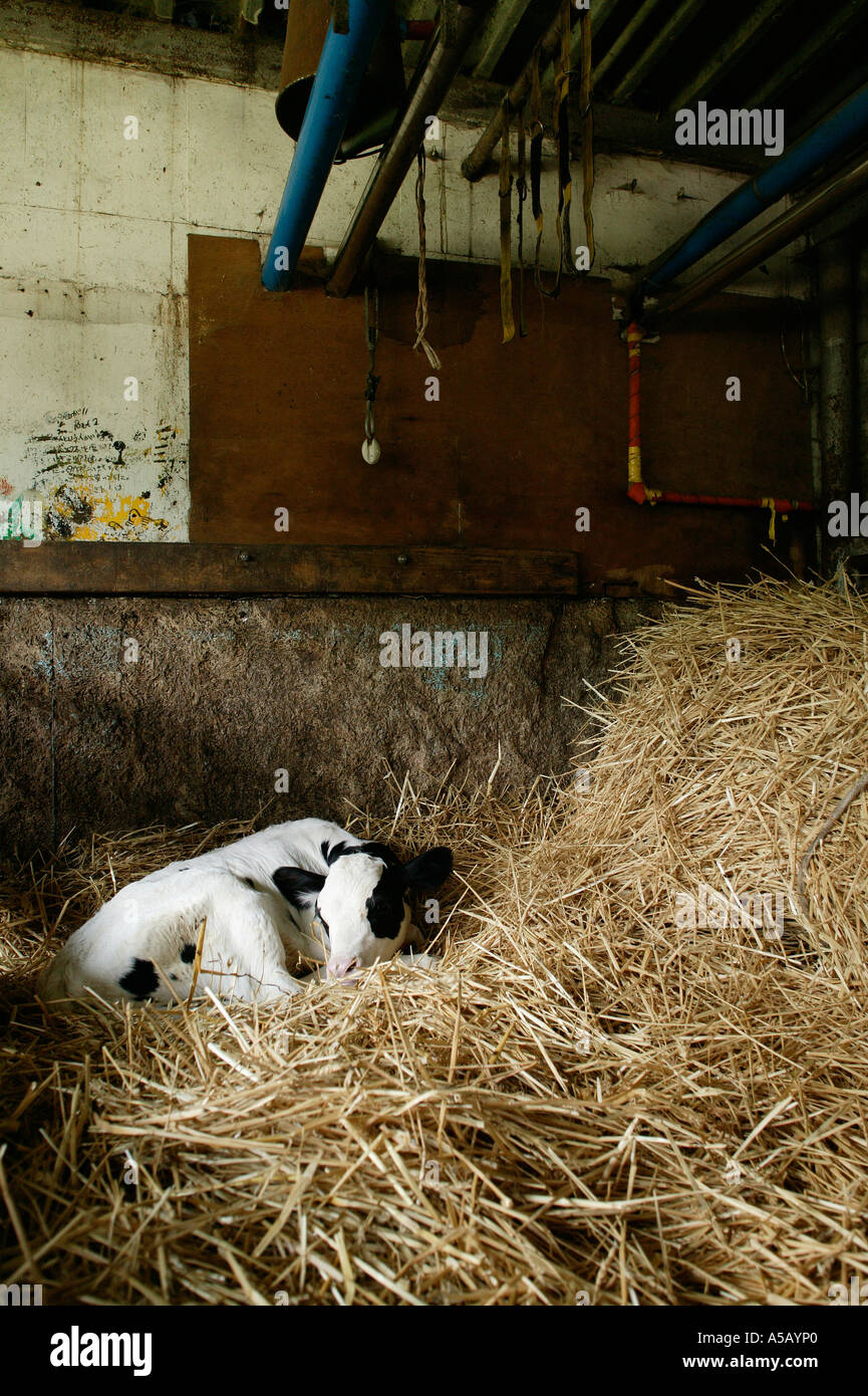 Calf lying in hay Stock Photo - Alamy