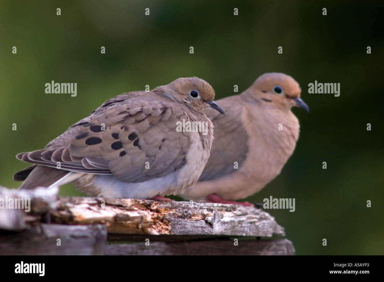 Mourning dove (Zenaida macroura) Mated pair loafing Sudbury, Ontario ...