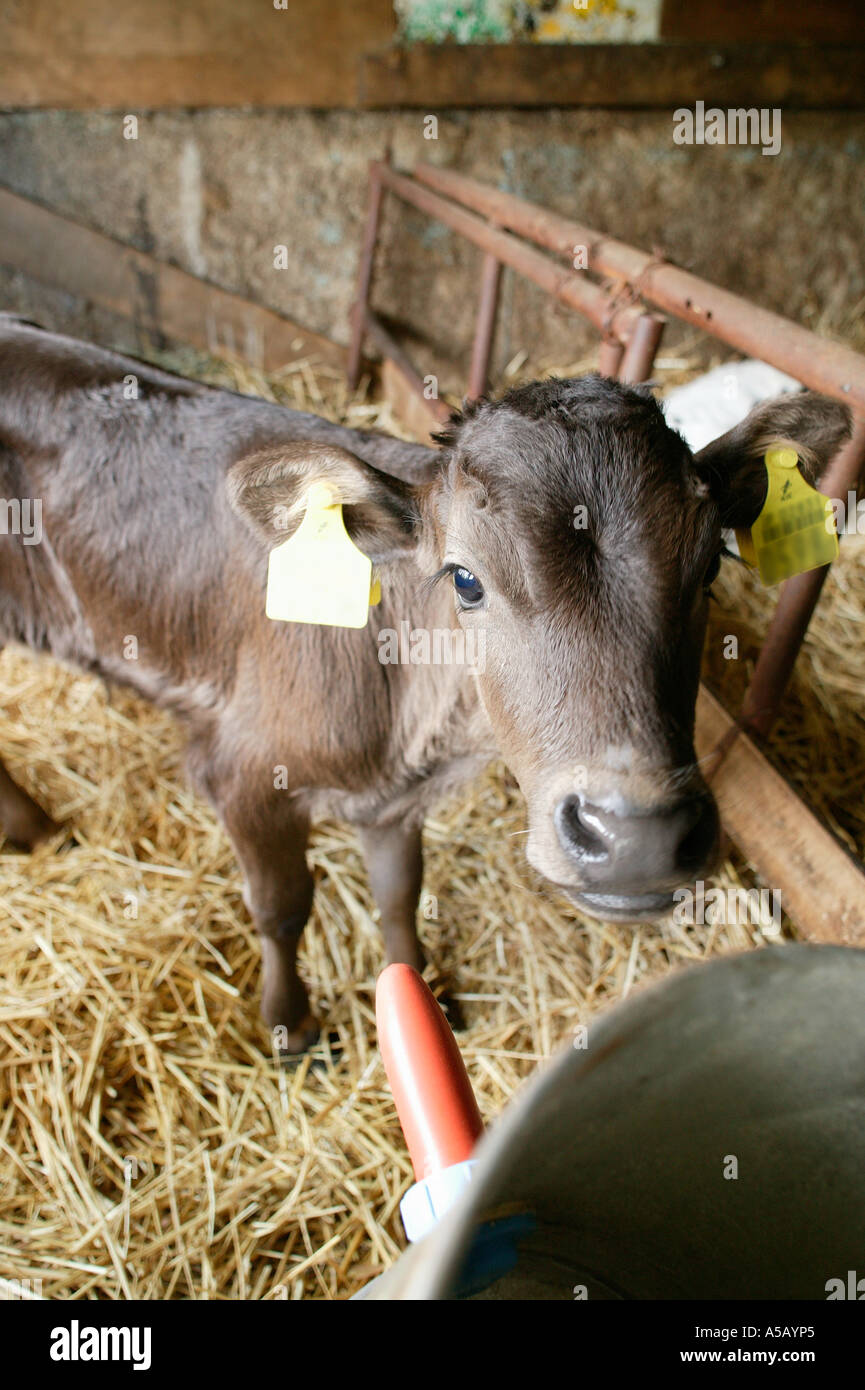 Calf in a barn Stock Photo - Alamy