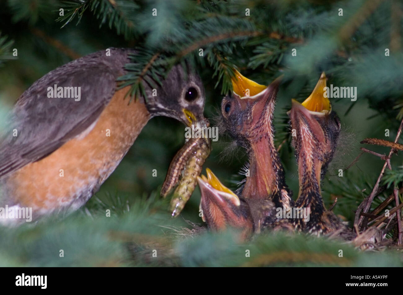Adult american robin feeding young in nest hi-res stock photography and ...