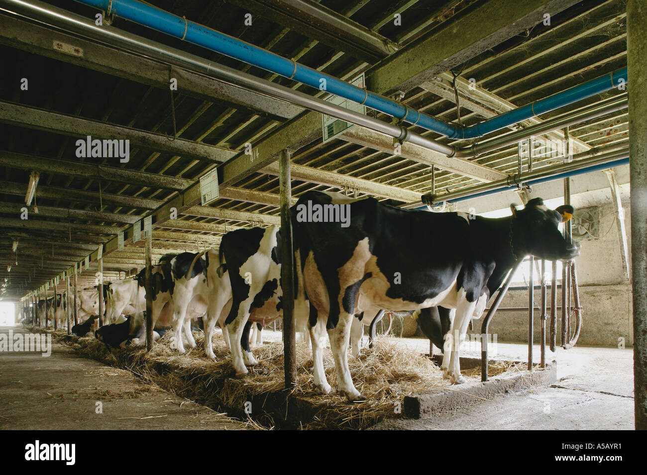 Cows in a barn Stock Photo - Alamy