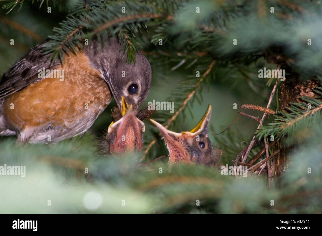 Adult american robin feeding young in nest hi-res stock photography and ...
