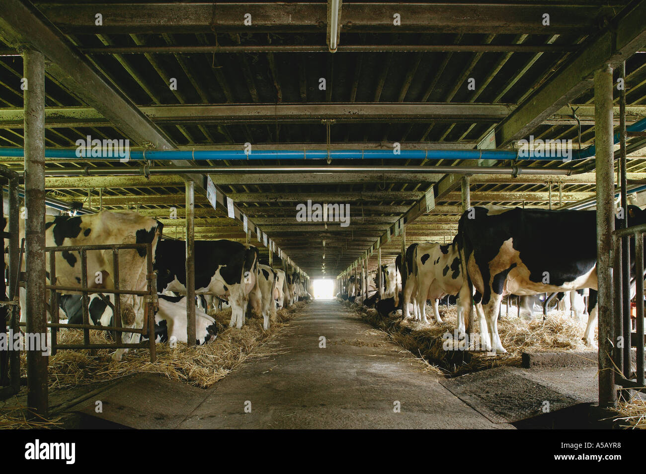 Cows in a barn Stock Photo - Alamy