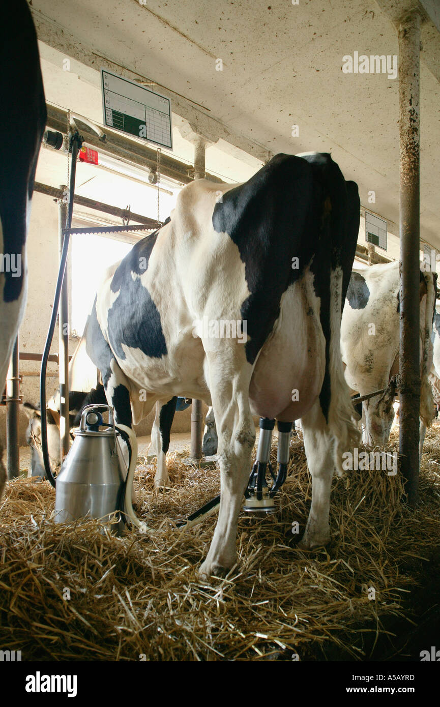 A cow with milking machine Stock Photo - Alamy