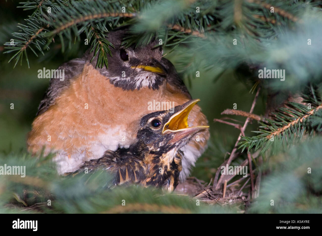 Adult american robin feeding young in nest hi-res stock photography and ...