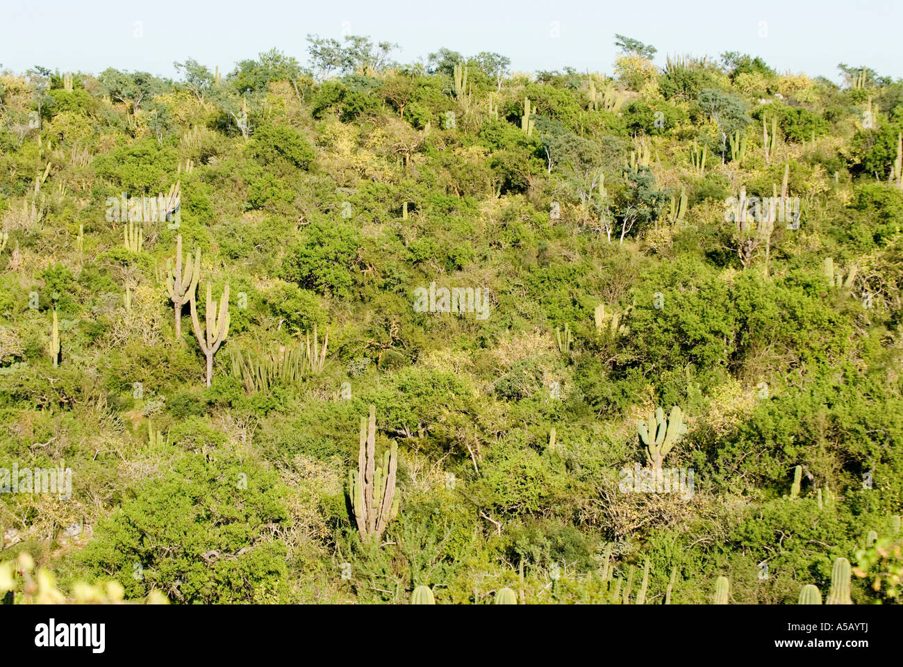 Desert scene, Baja California Sur, Mexico Stock Photo - Alamy