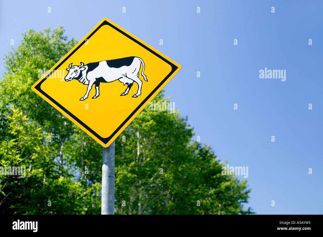 Sign of a dairy farm Stock Photo - Alamy