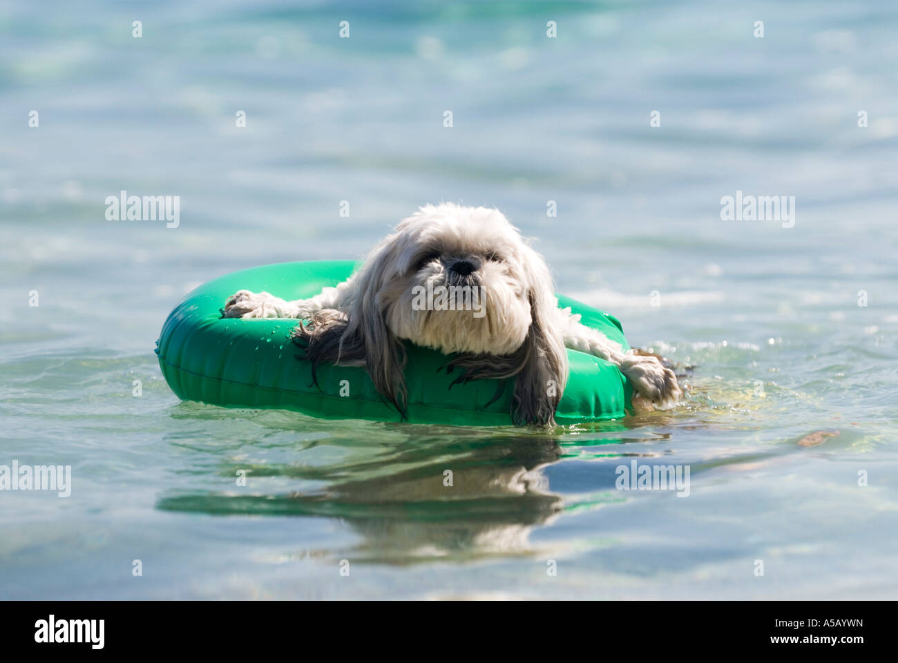 Shi-tzu dog in floaty ring, Baja California Sur, Mexico Stock Photo - Alamy