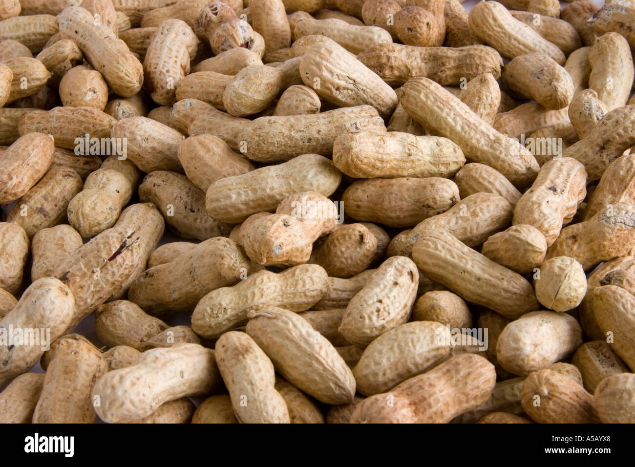 Peanuts or groundnuts Stock Photo - Alamy