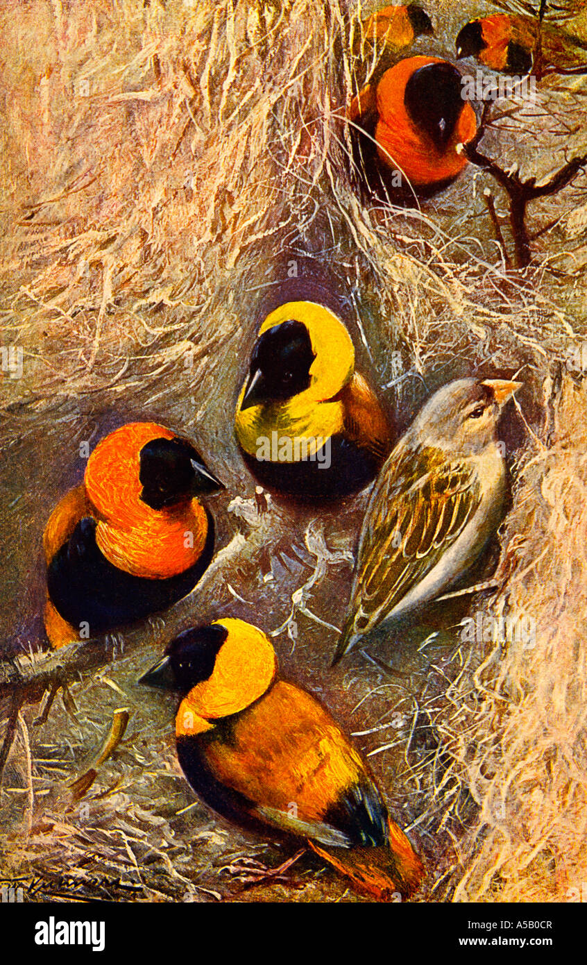 A weaver bird nest Cut Out Stock Images & Pictures - Alamy