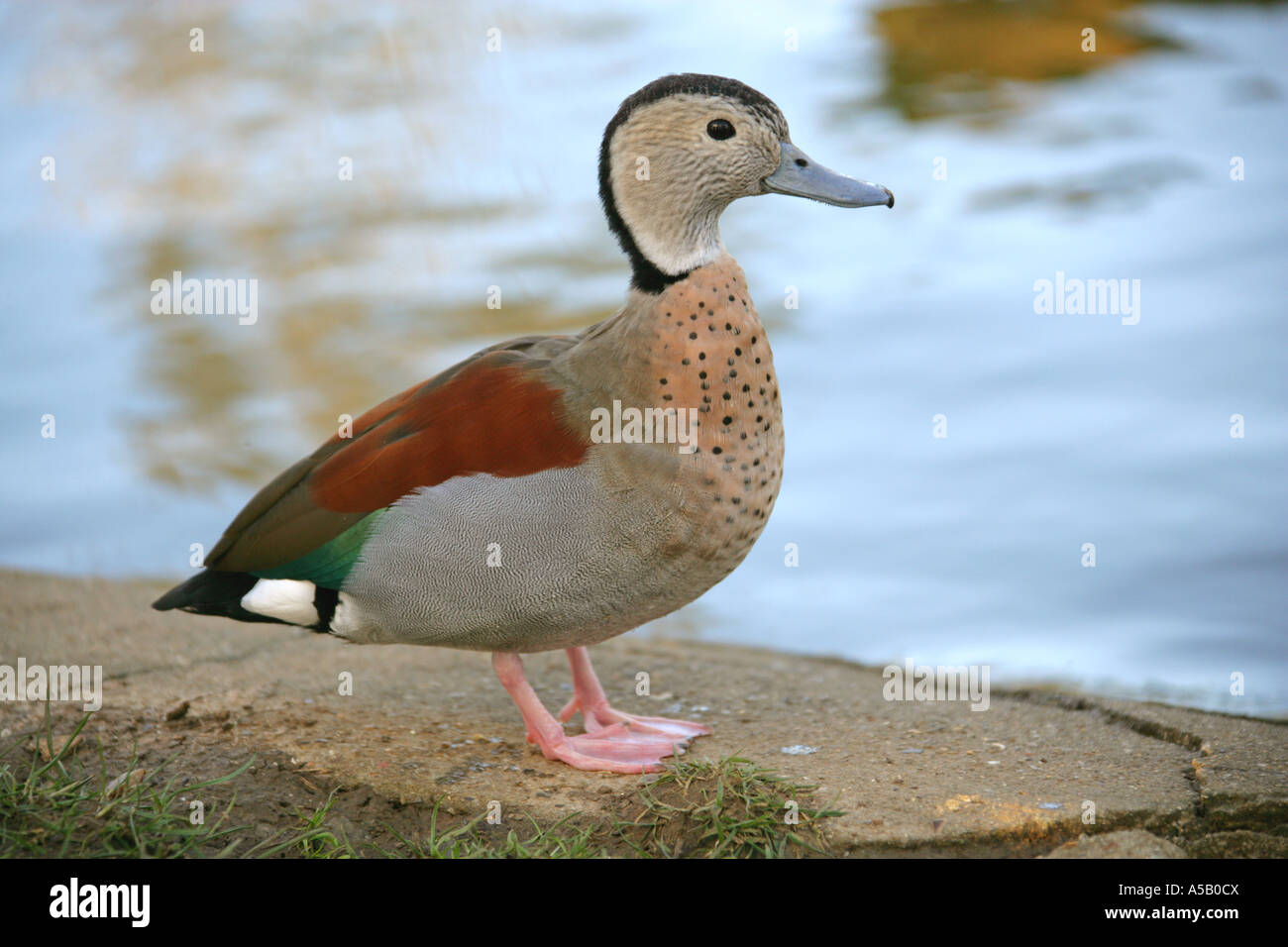 Ringed Teal Drake, Callonetta leucophrys Stock Photo - Alamy