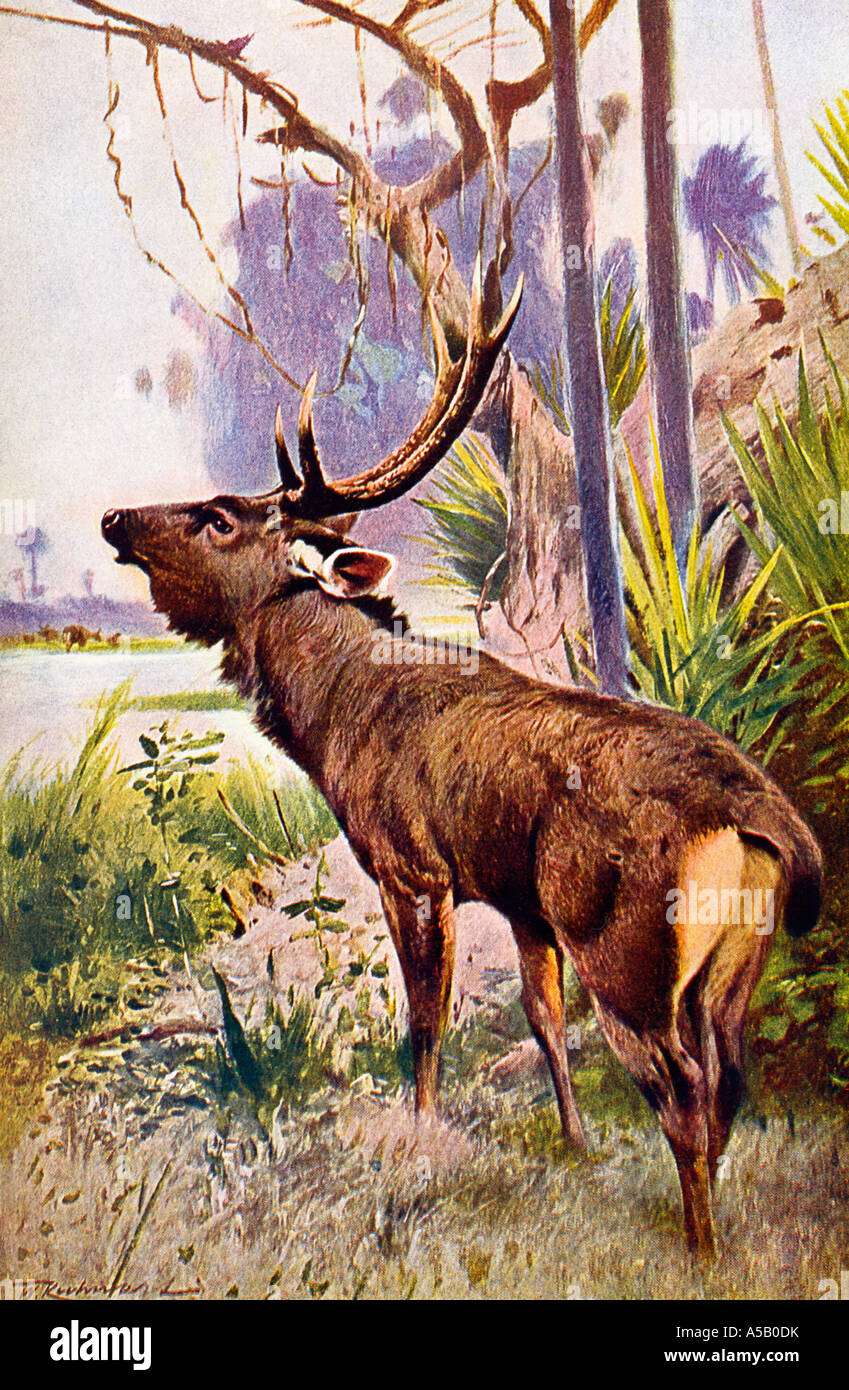 Sambur deer hi-res stock photography and images - Alamy
