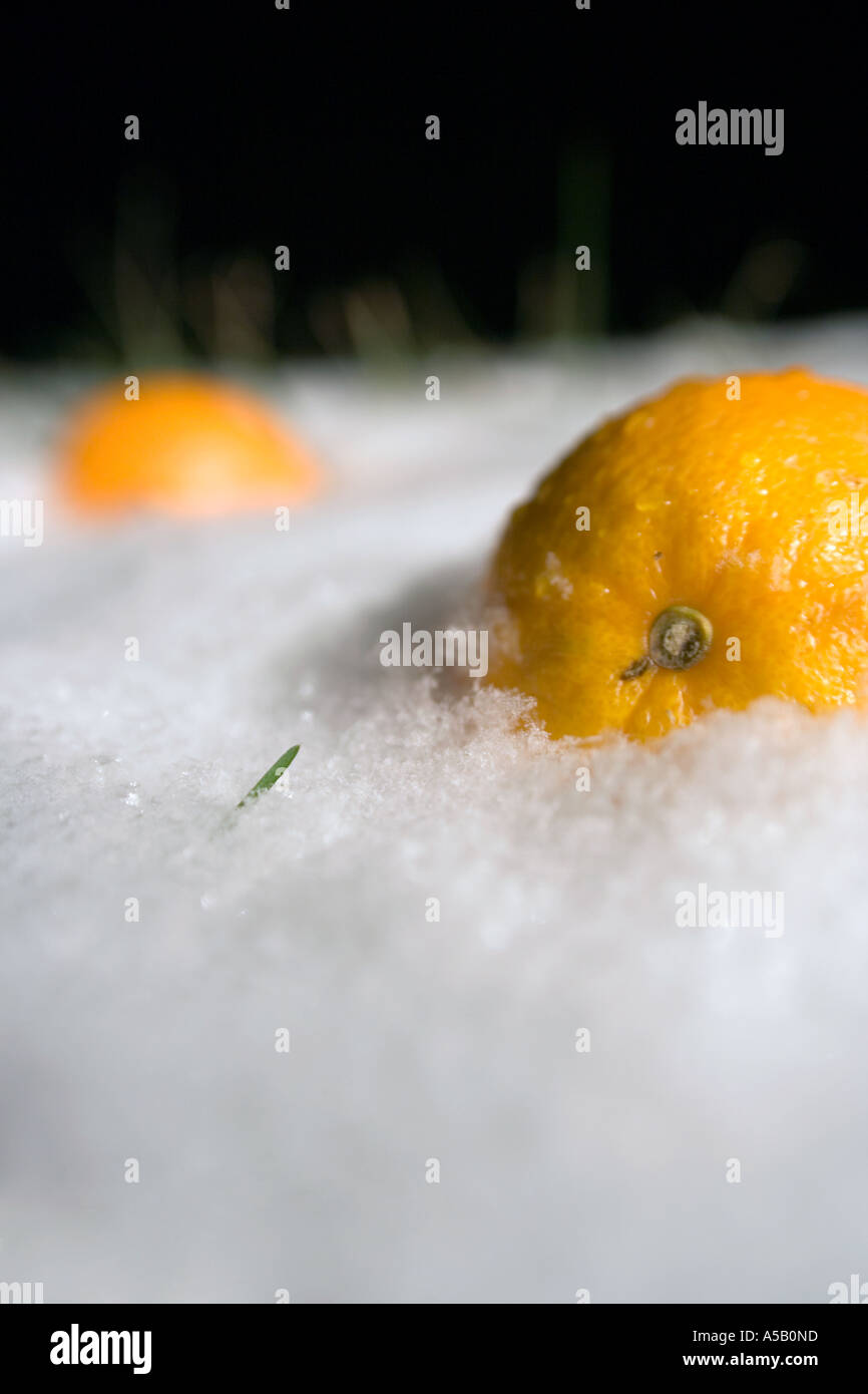 Orange in snow , at night Stock Photo - Alamy
