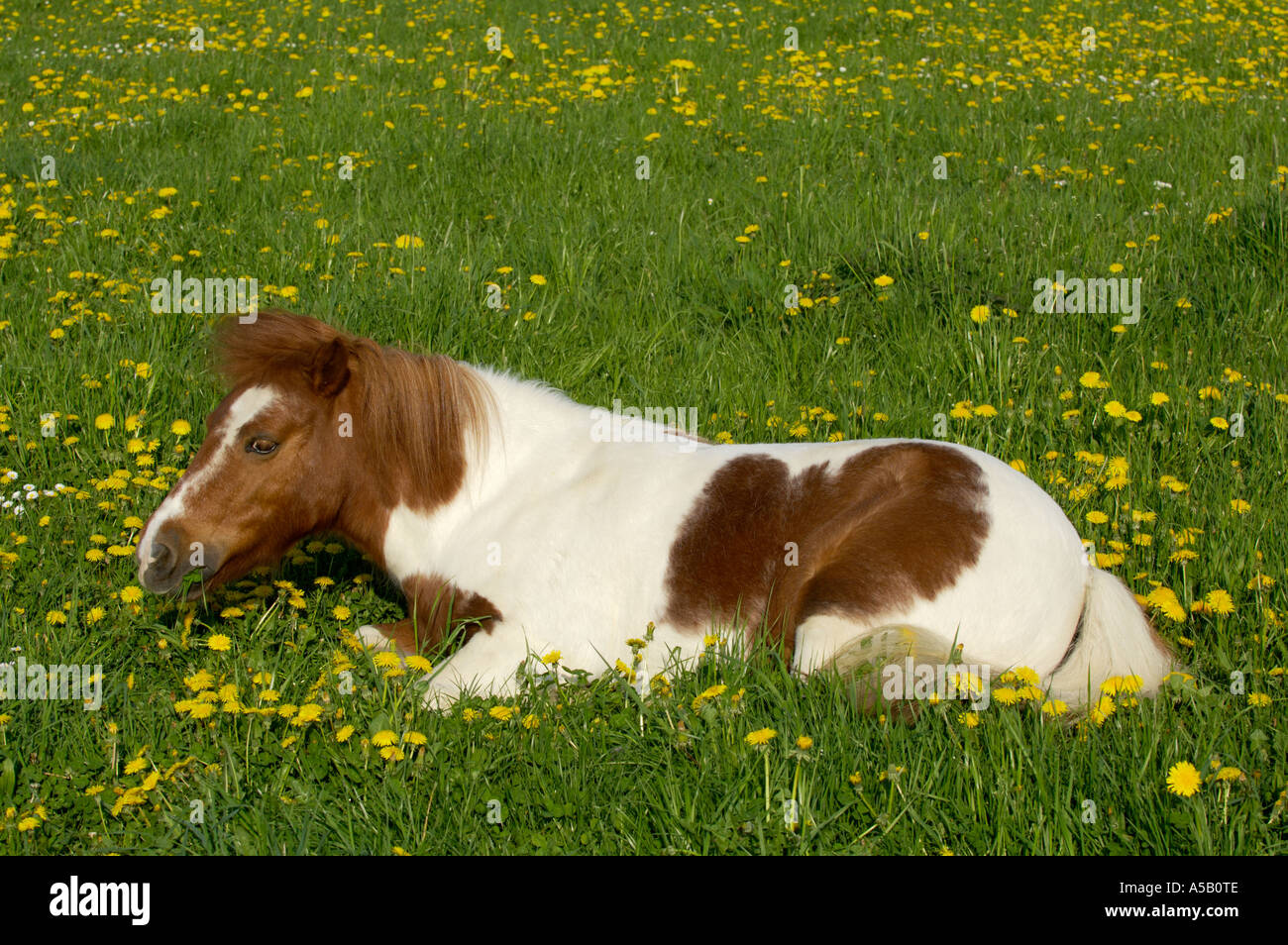 Shetland Pony Foal Shetty High Resolution Stock Photography and Images ...