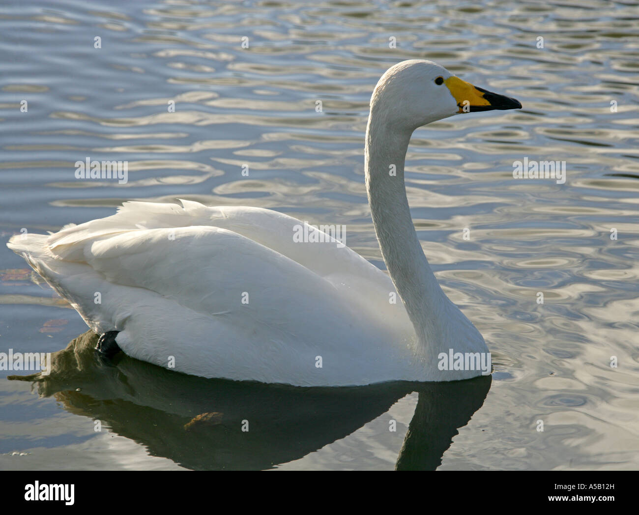 Swan honking hi-res stock photography and images - Alamy