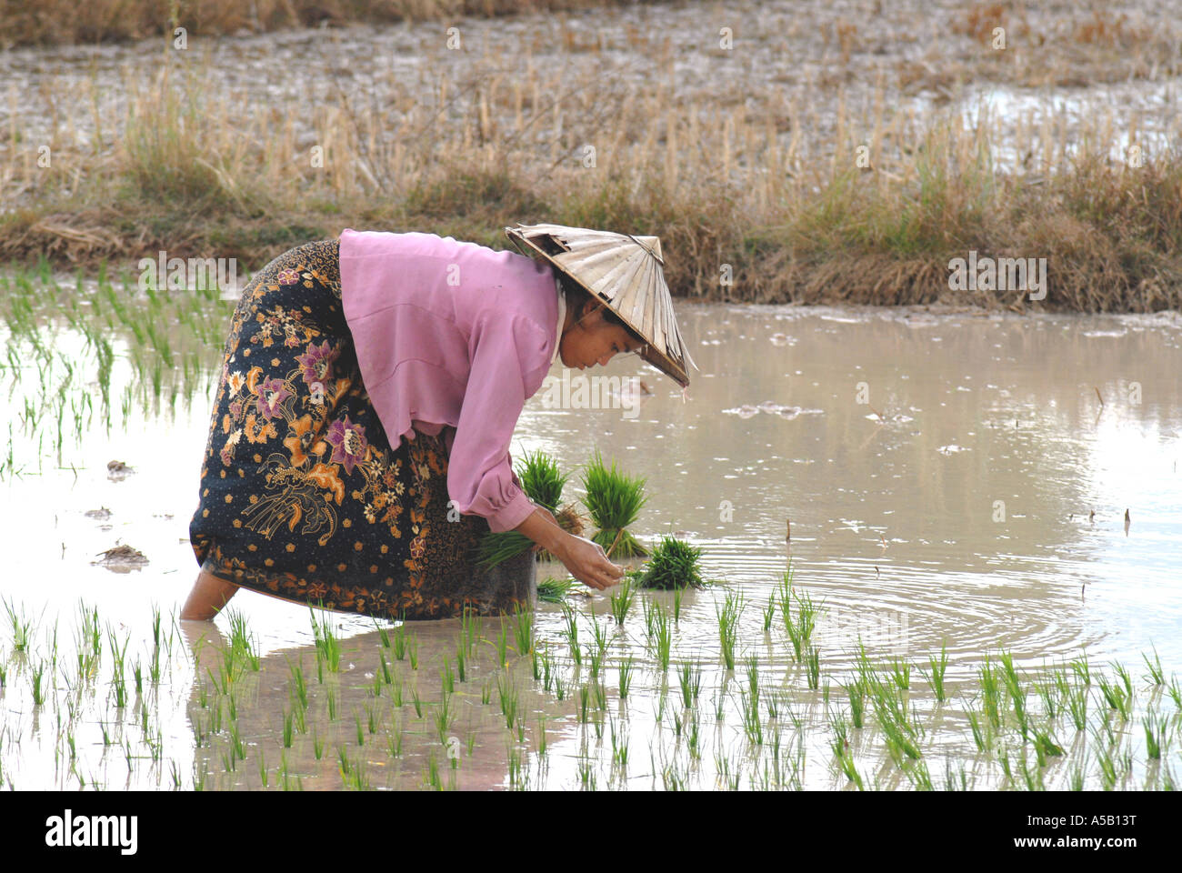Laotian rice planting hi-res stock photography and images - Alamy