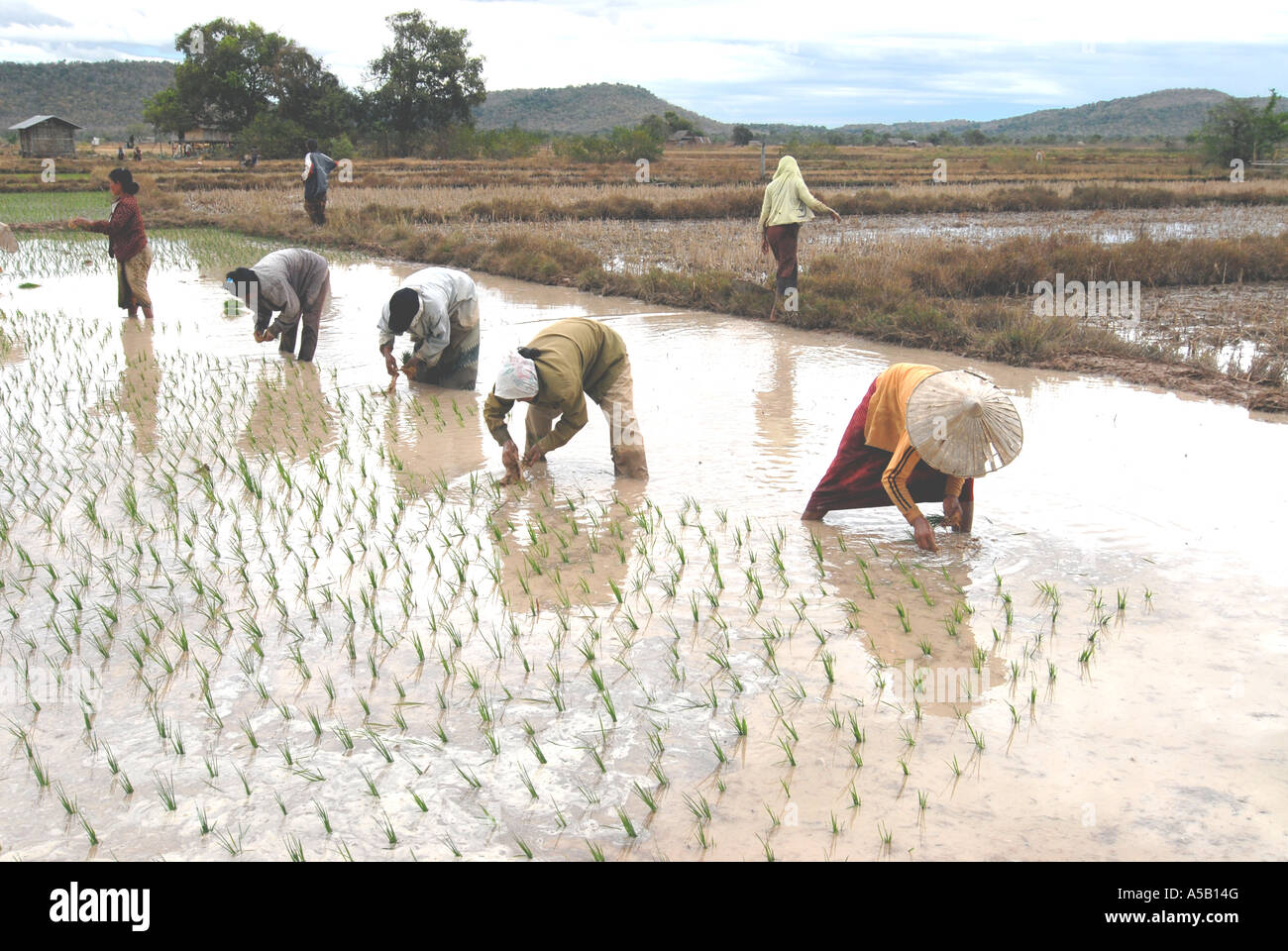 Farmers planting rice seedlings, Laos Stock Photo - Alamy