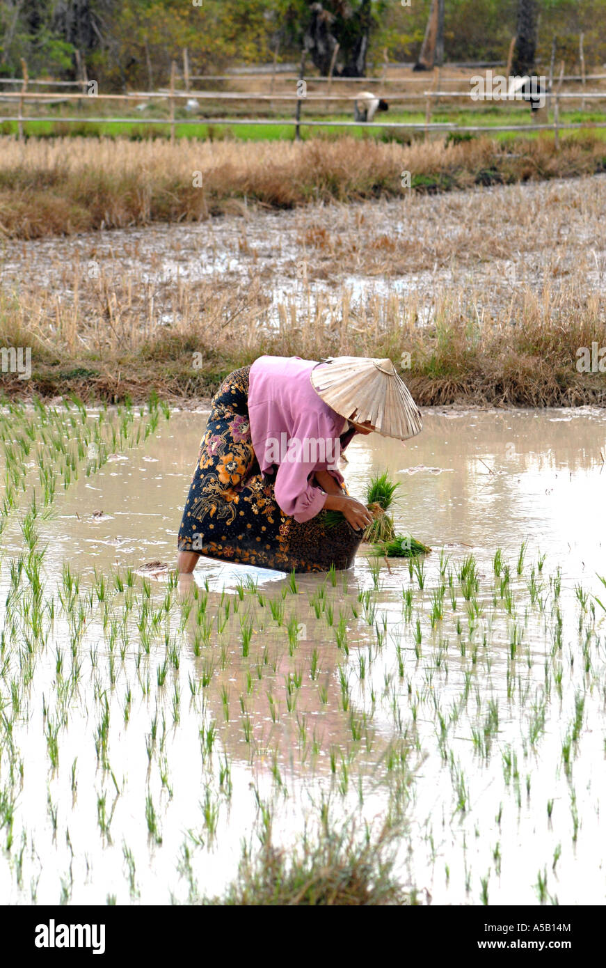Laotian rice planting hi-res stock photography and images - Alamy