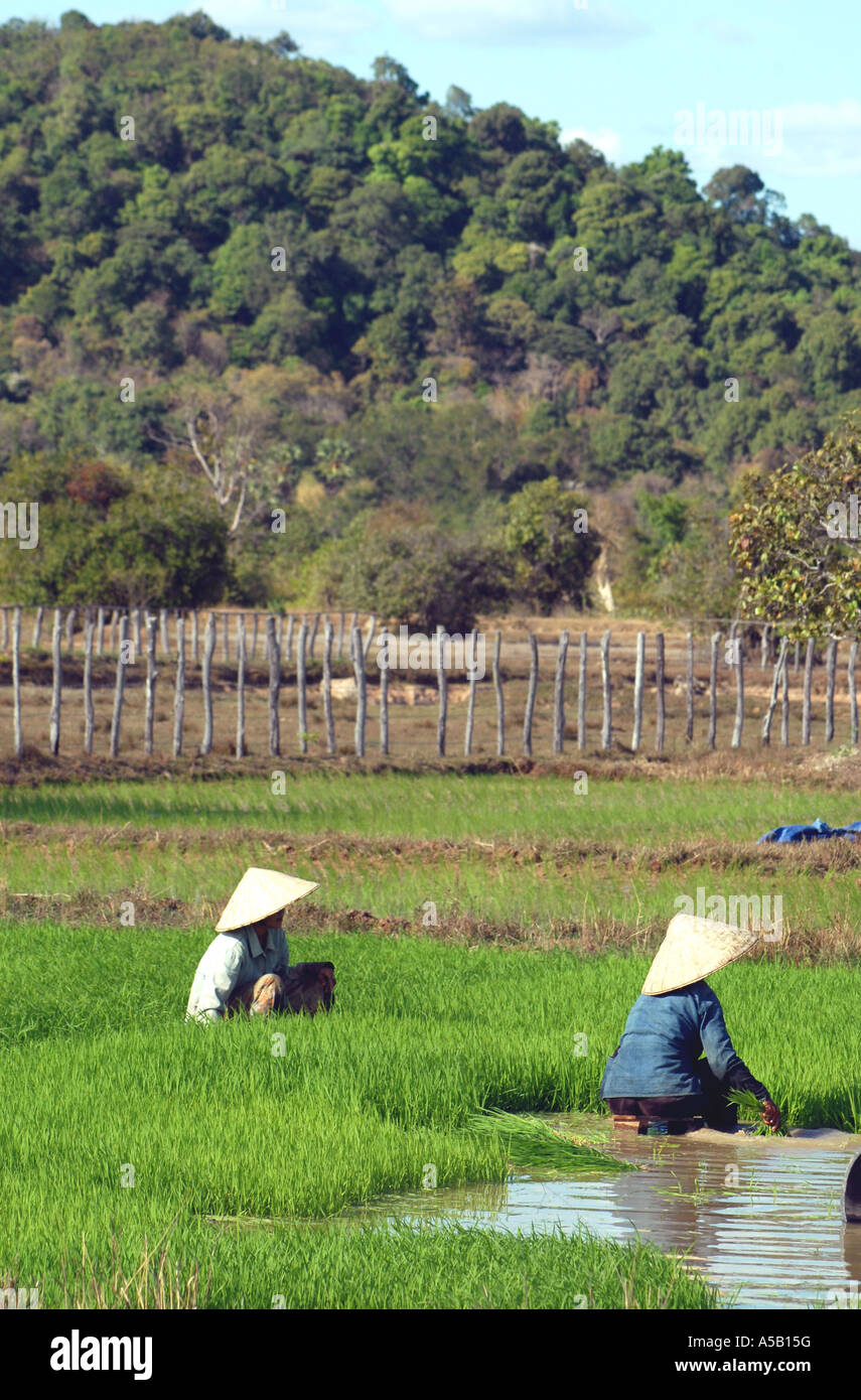 Women planting rice paddies, Laos Stock Photo - Alamy