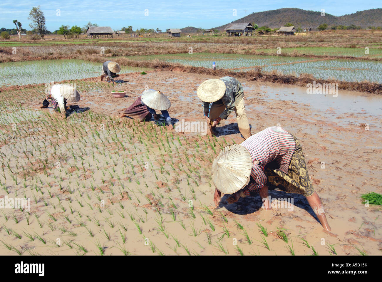 Rice Planting in Laos Stock Photo - Alamy
