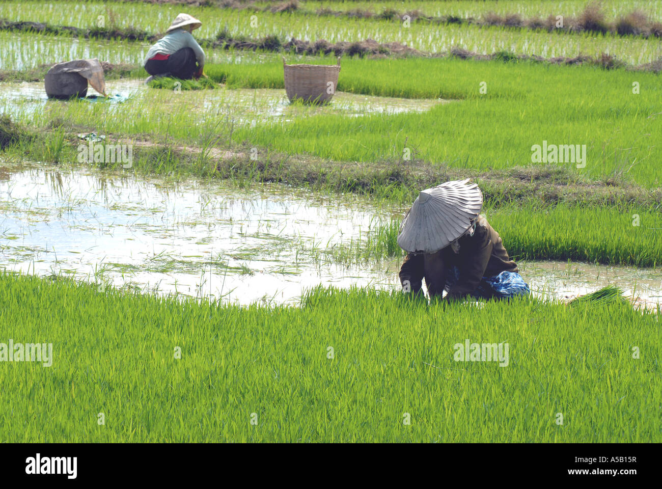 Planting rice seedlings, Laos Stock Photo - Alamy