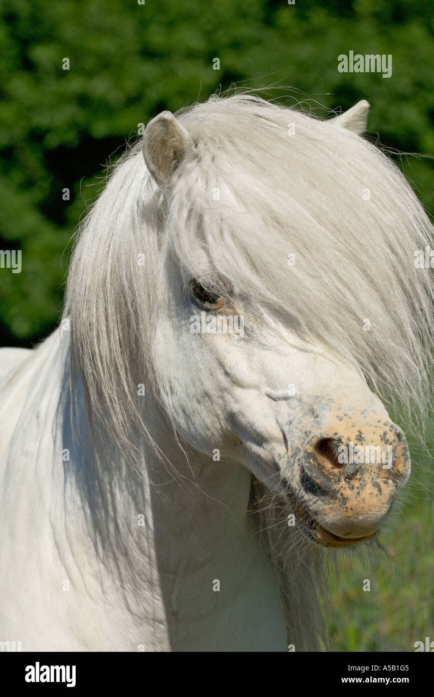 Grey shetland pony hi-res stock photography and images - Alamy