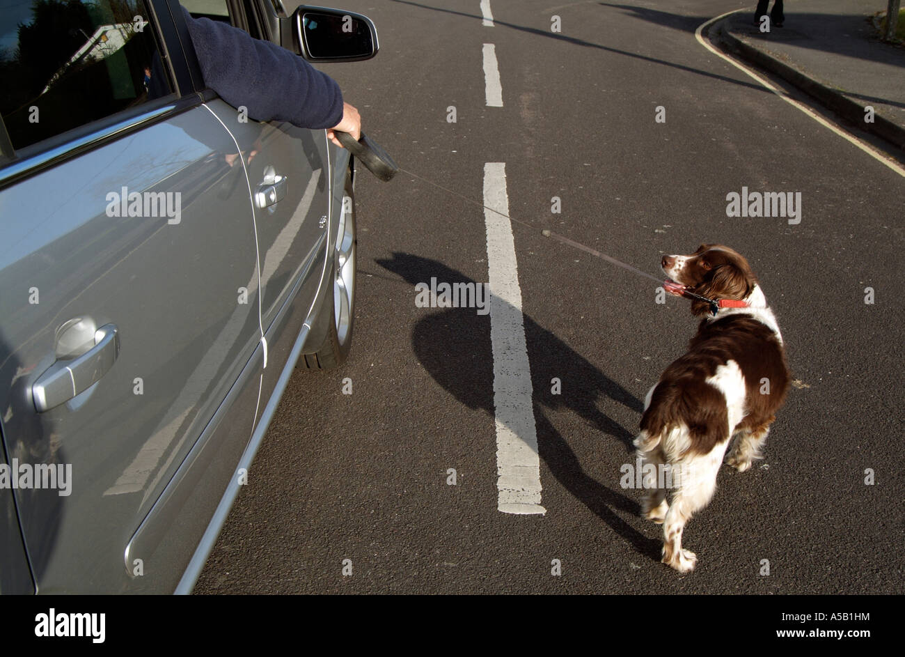Dog walking Owner exercises pet dog on public road from the comfort of ...