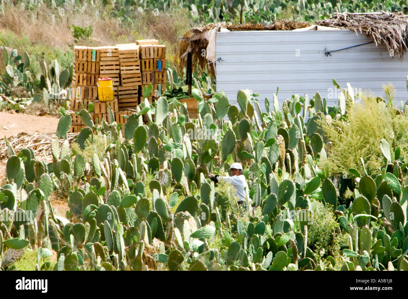 Nopales, or Cactus Farming Stock Photo - Alamy