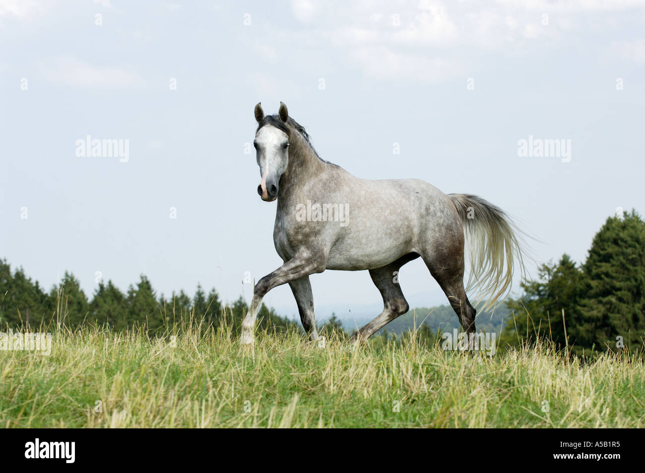 Grey Arab Trot High Resolution Stock Photography and Images - Alamy