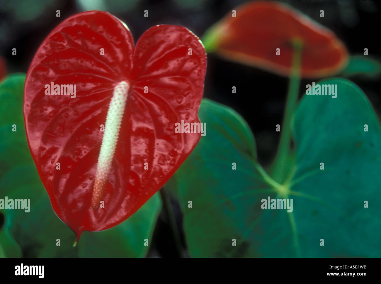 Anthurium andraeanum decoration flower Big Island Hawaii Stock Photo ...