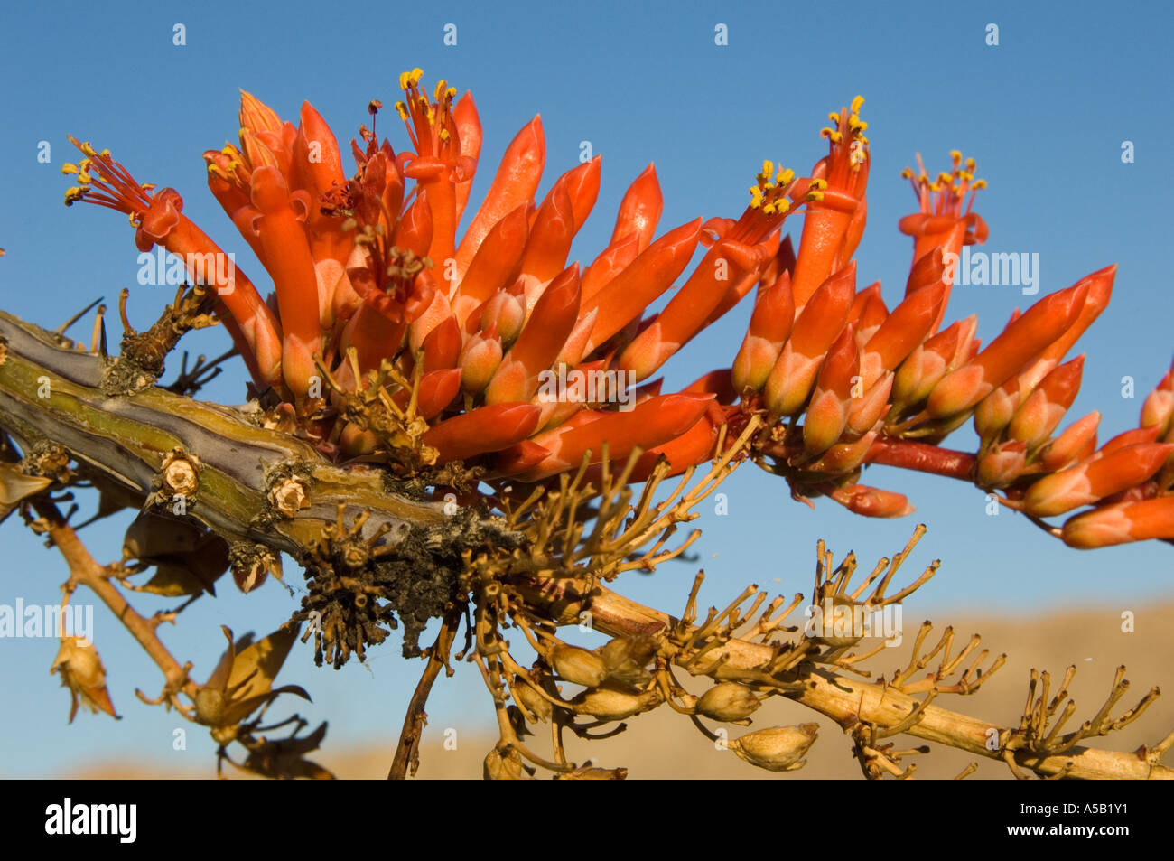 Blooming Ocotillo in the Anza Borrego Desert, Spring 2006 Stock Photo ...