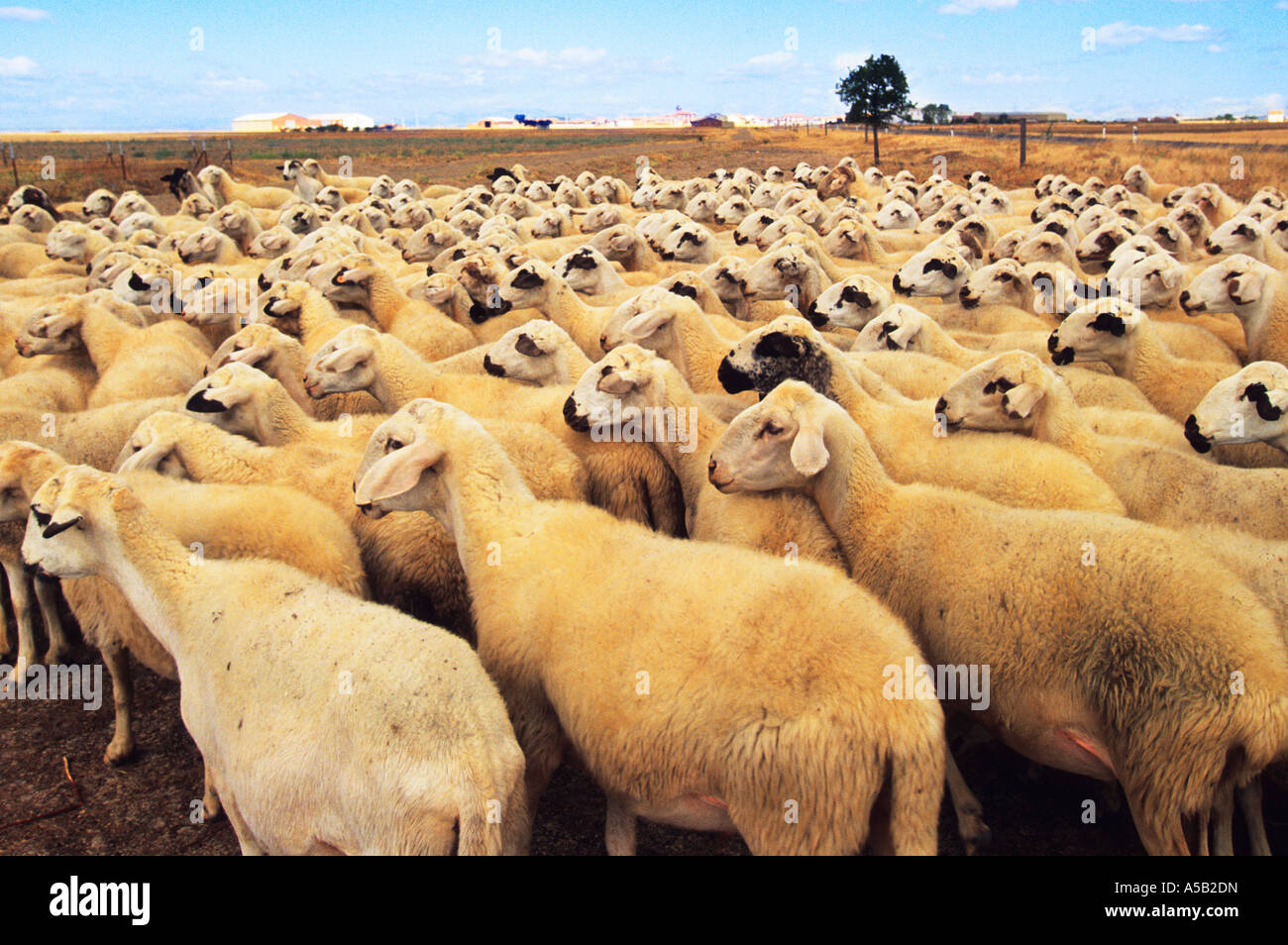 Spain Palencia agriculture: large group of sheep grazing on farmland ...