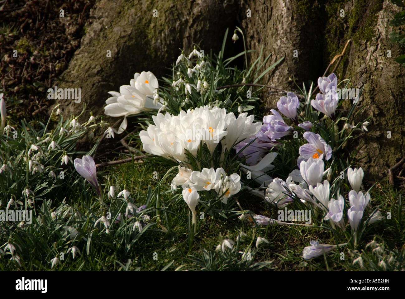 Crocus and snowdrop hi-res stock photography and images - Alamy