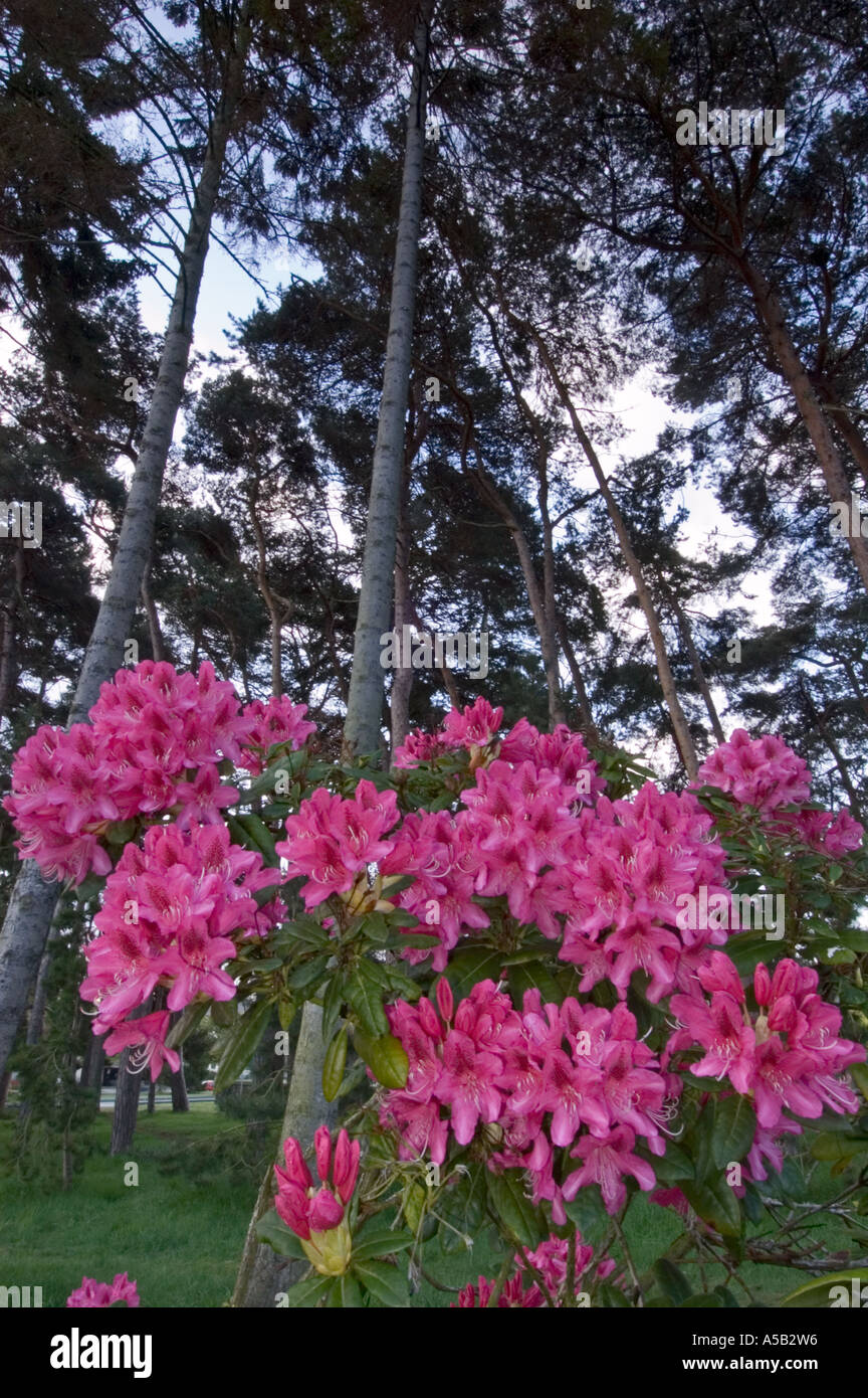 Flowering Pacific Rhododendron (Rhododendron macrophyllum) with pines ...