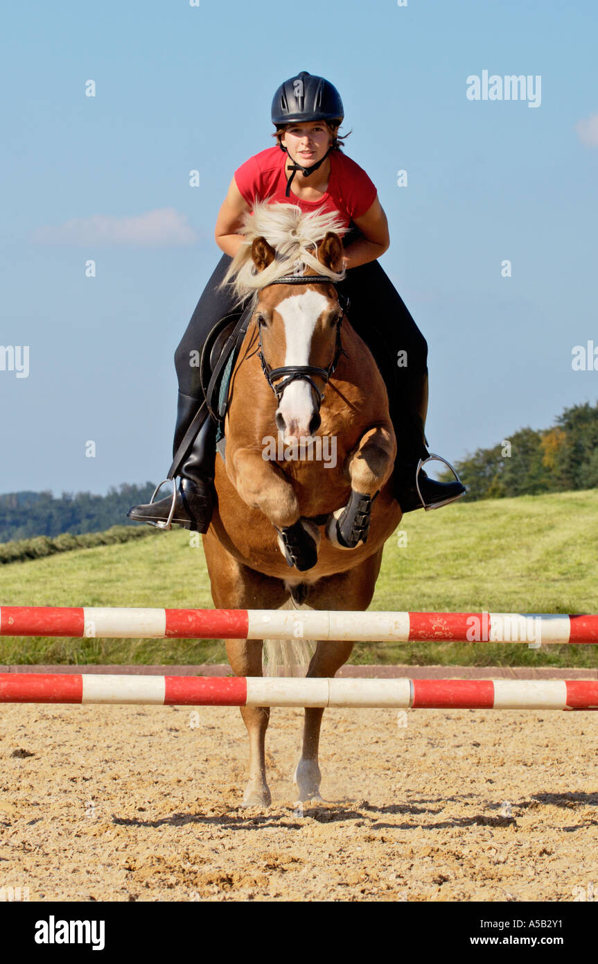 Haflinger jumping hi-res stock photography and images - Alamy