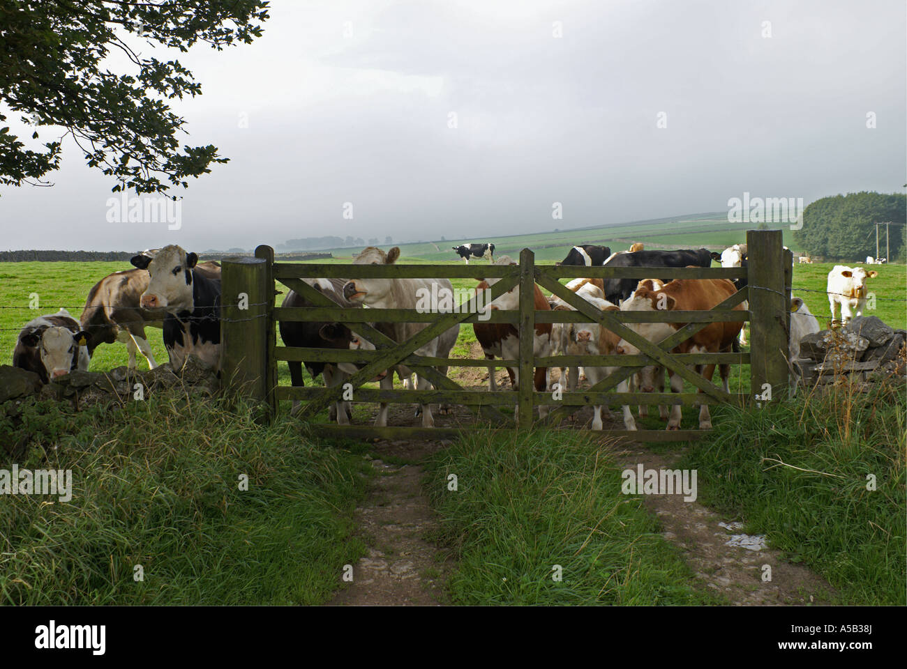 Cows behind Gate Stock Photo - Alamy