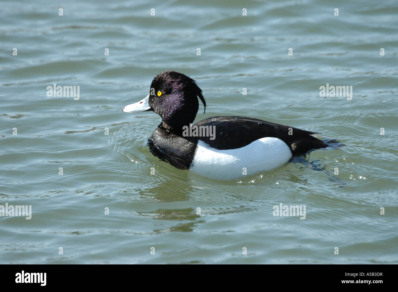 Tufted Drake swimming in open water Stock Photo - Alamy