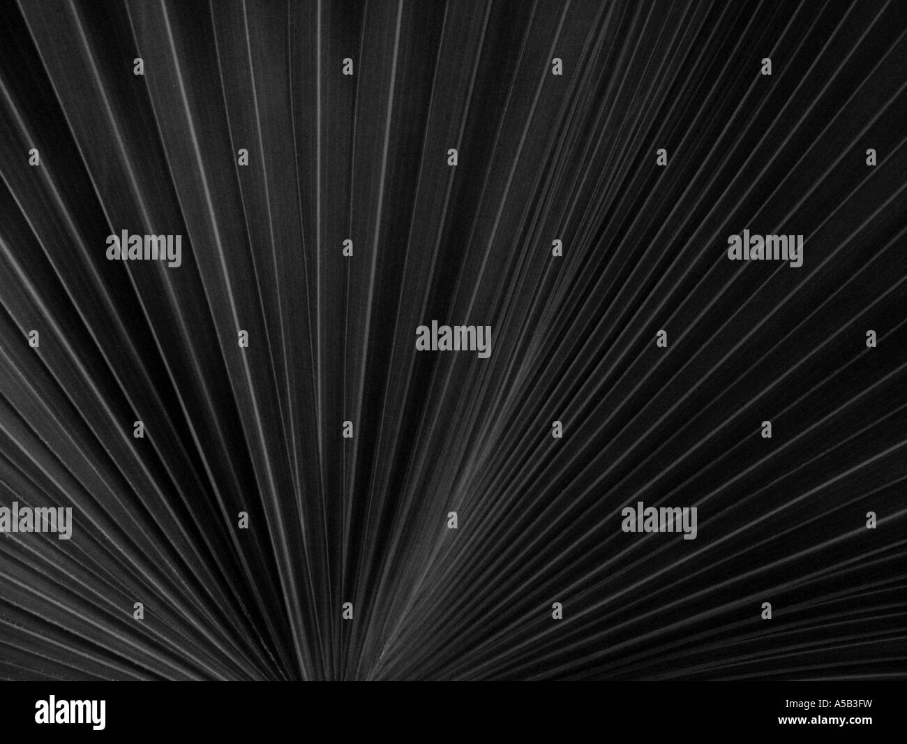 Close-up of fanning palm leaf Stock Photo - Alamy