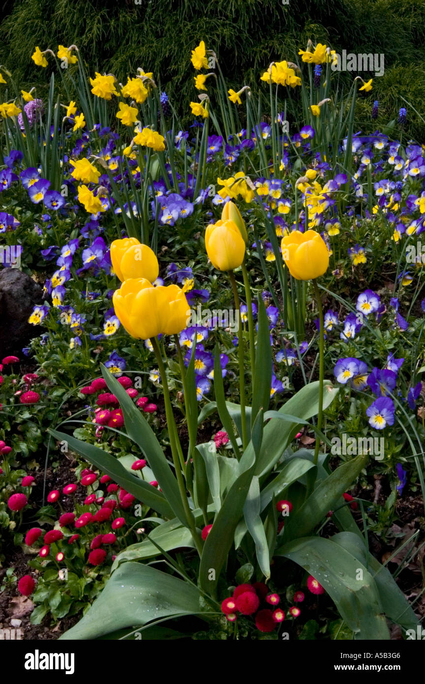Spring bloom tulips daffodils and pansies, Victoria British Columbia ...