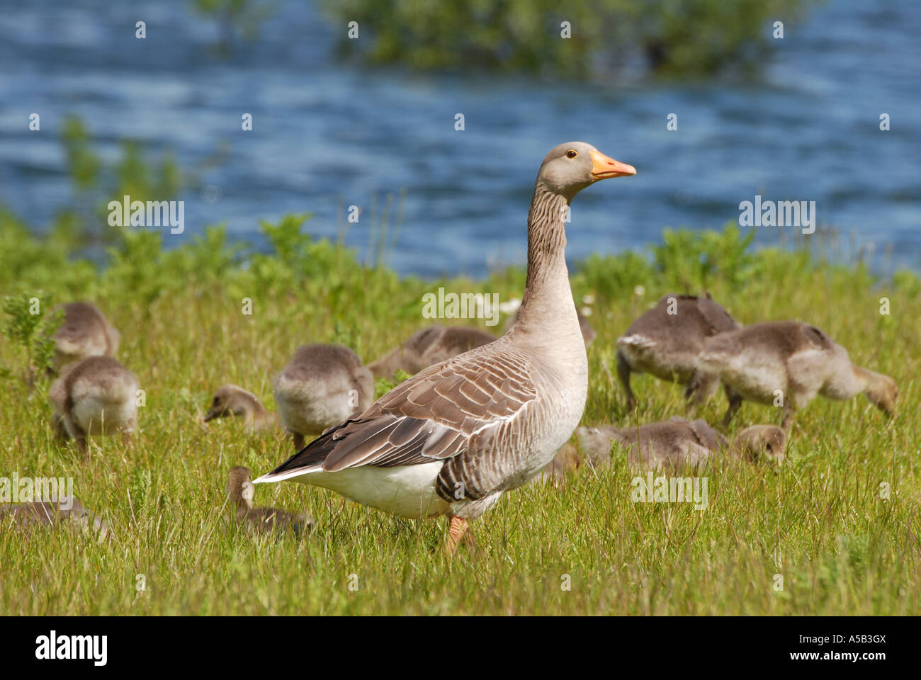 Goose protecting her nest hi-res stock photography and images - Alamy
