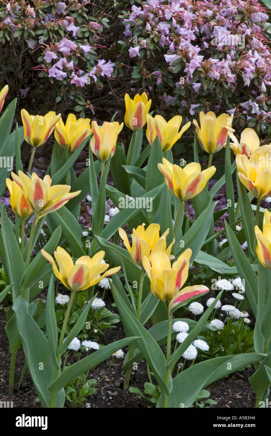 Tulips in spring planting, The Butchart Gardens, Victoria, British ...