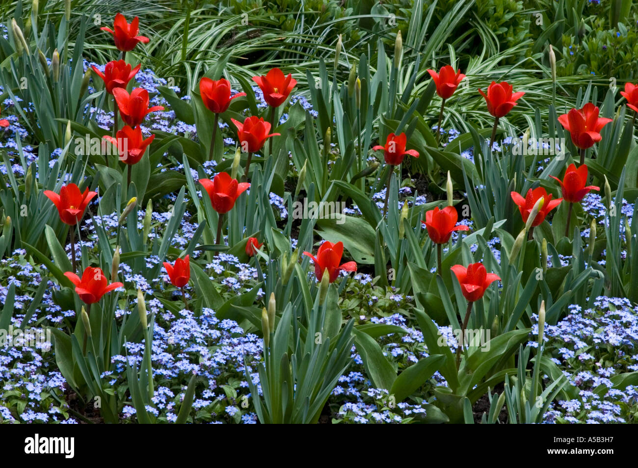 Tulips and forget me nots, The Butchart Gardens, Victoria, British ...