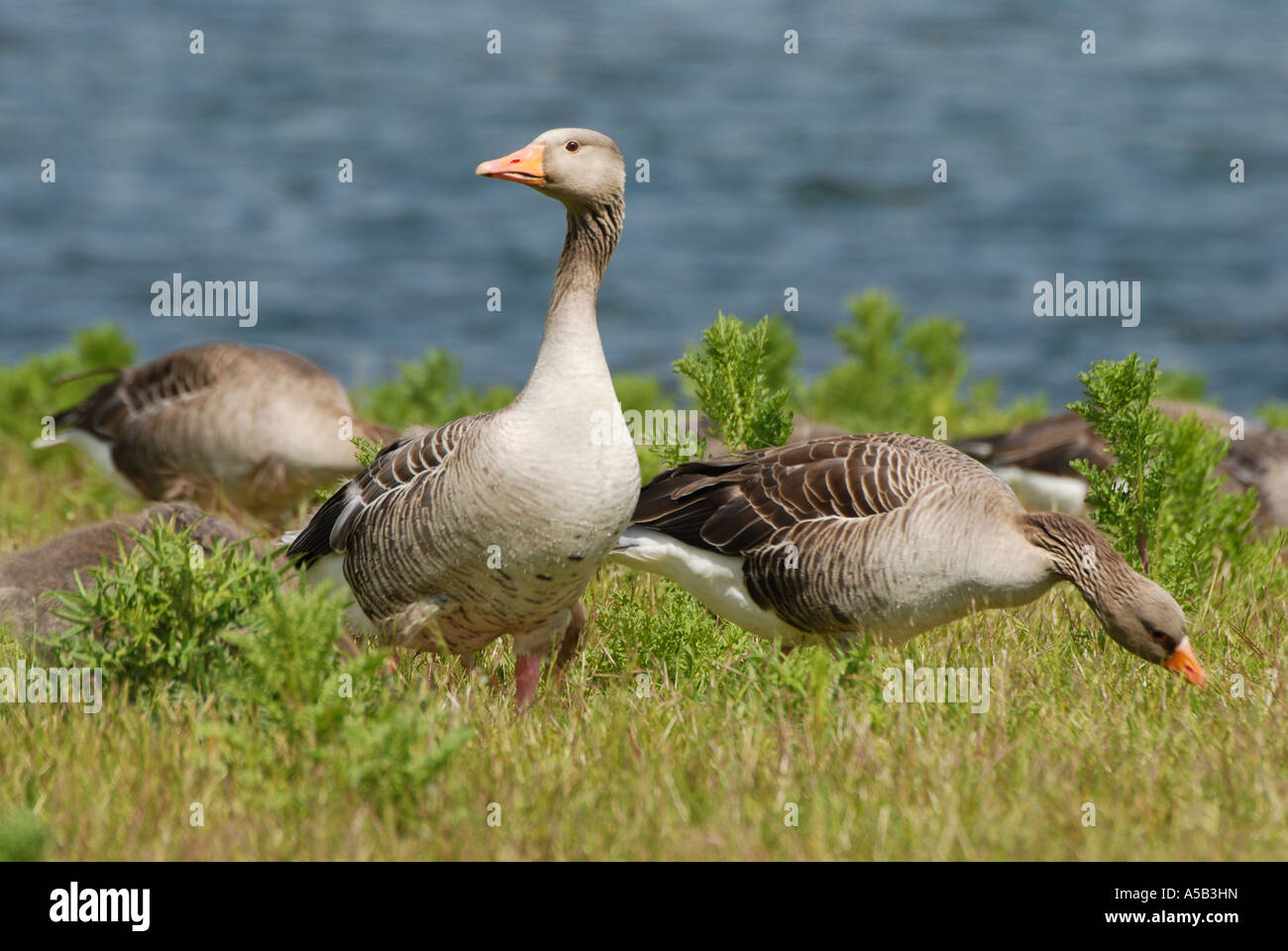 Gaggle of Greylag Goose feeding beside lake Stock Photo - Alamy