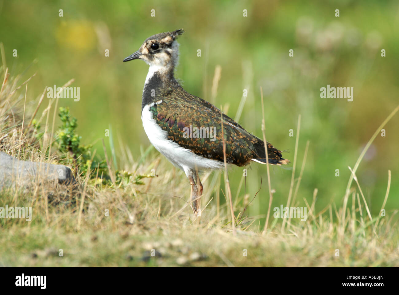 Lapwing Detail High Resolution Stock Photography and Images - Alamy