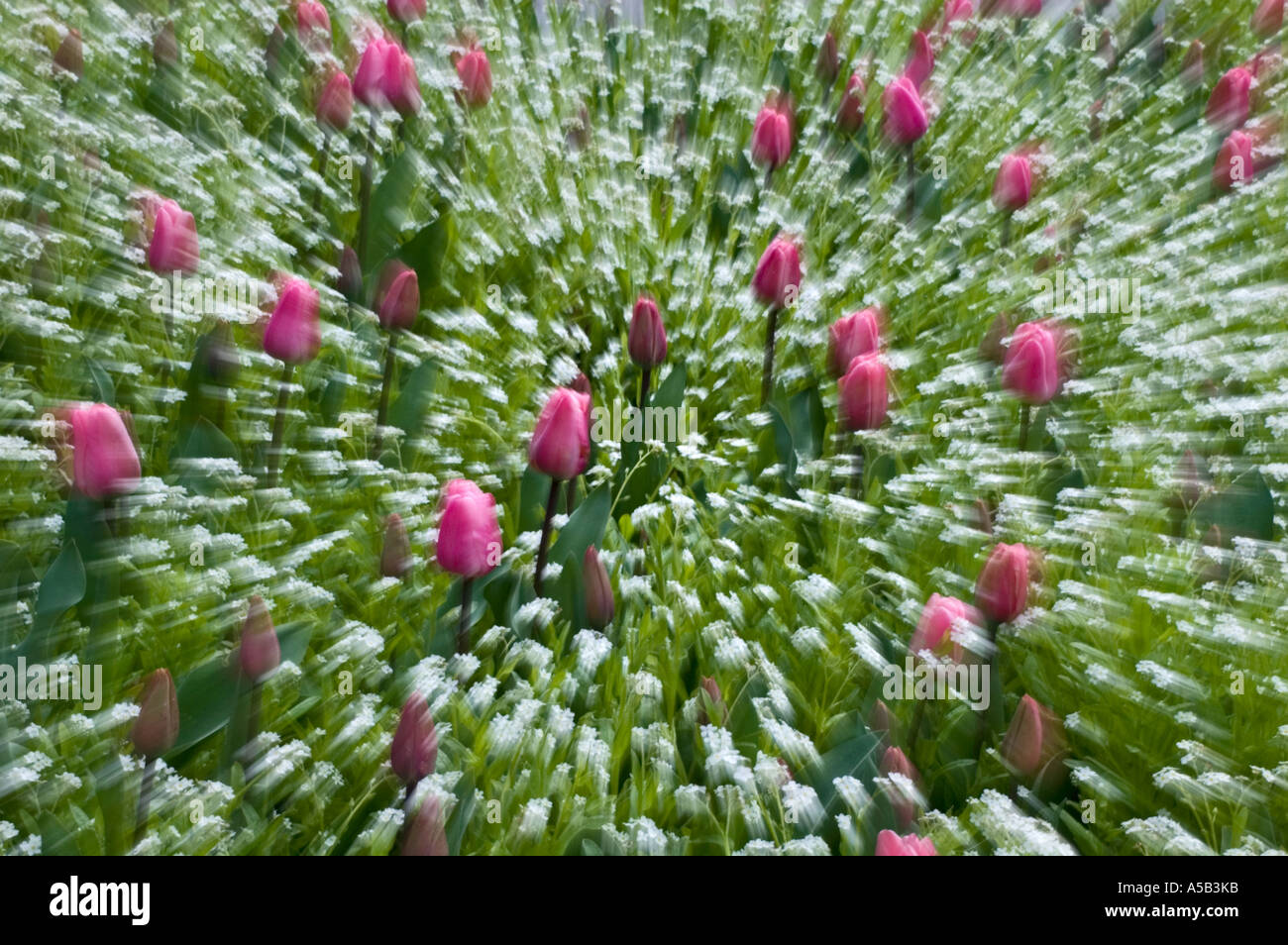 Spring bloom in the Italian Garden, Double exposure, The Butchart ...