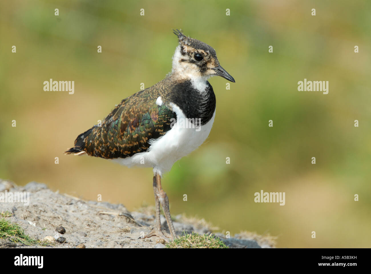 Lapwing fledgling chick hi-res stock photography and images - Alamy