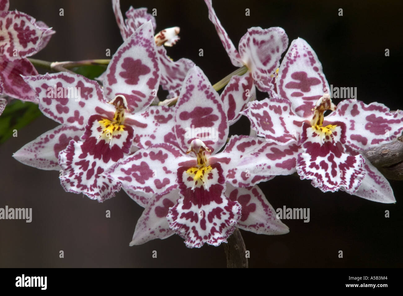 Tropical orchid oncidium Wildcat variety, Victoria Butterfly Garden ...