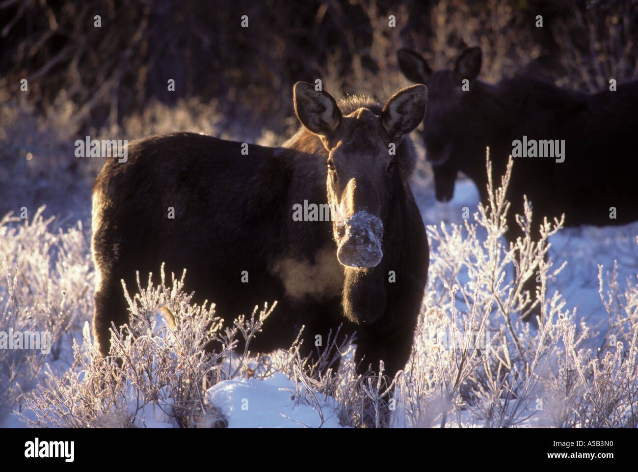 Moose cow in winter with frost covered landscape breath vapor Kenai ...