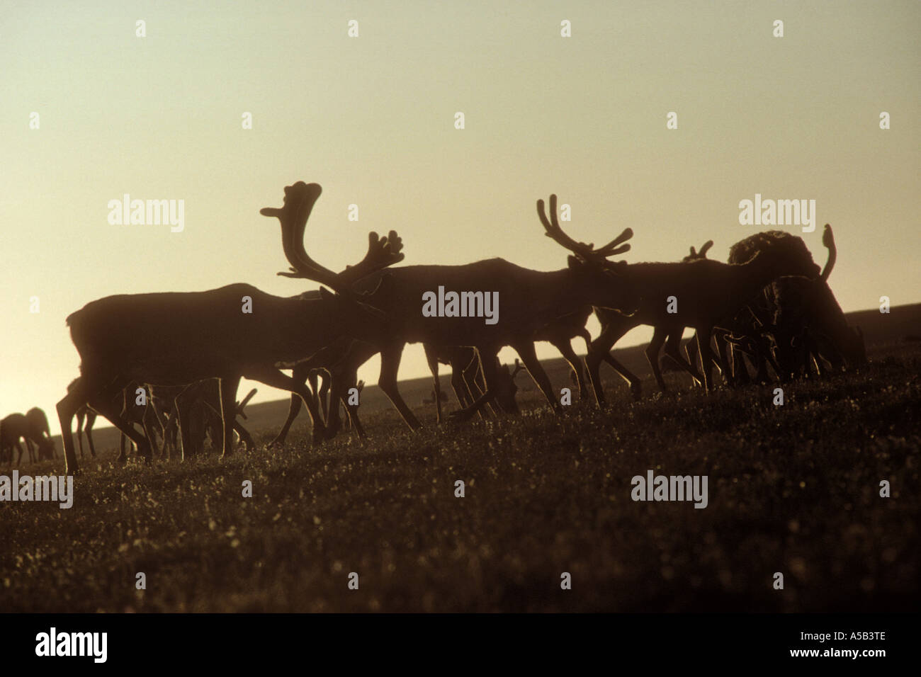Caribou on tundra migrating, ANWR, Alaska Stock Photo - Alamy