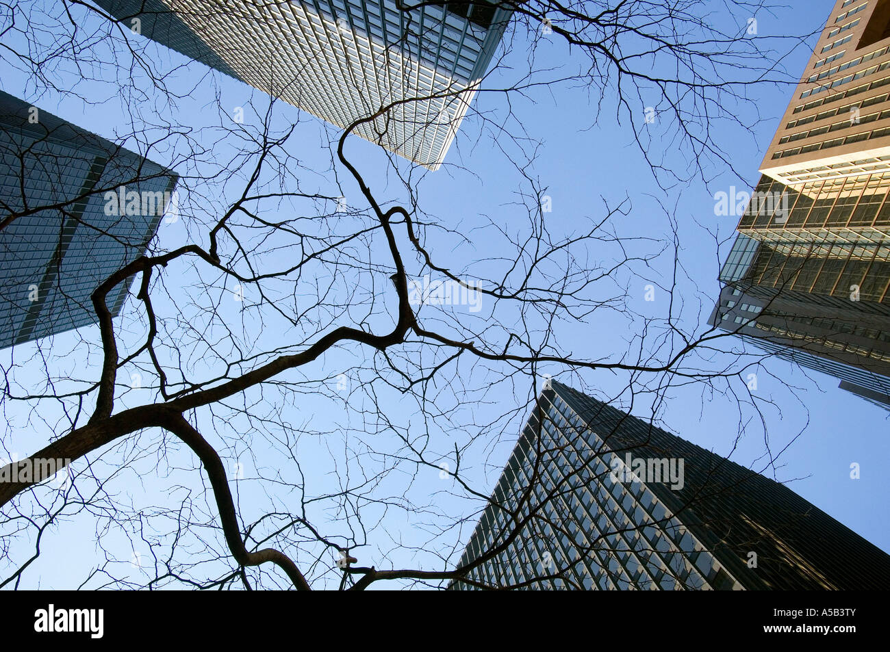 Looking up view of branches in downtown environment Stock Photo - Alamy